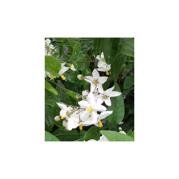 ヤマホロシ　白花（10.5センチポット苗）ナス科ナス属　半つる性　別名：ツルハナナス・ソケイモドキ・ソラナム・やまほろし開花時期：5月〜10月ごろ■管理のポイントとても丈夫で育てやすい植物です。夏に涼しげな花を咲かせるためとても人気の植物で...