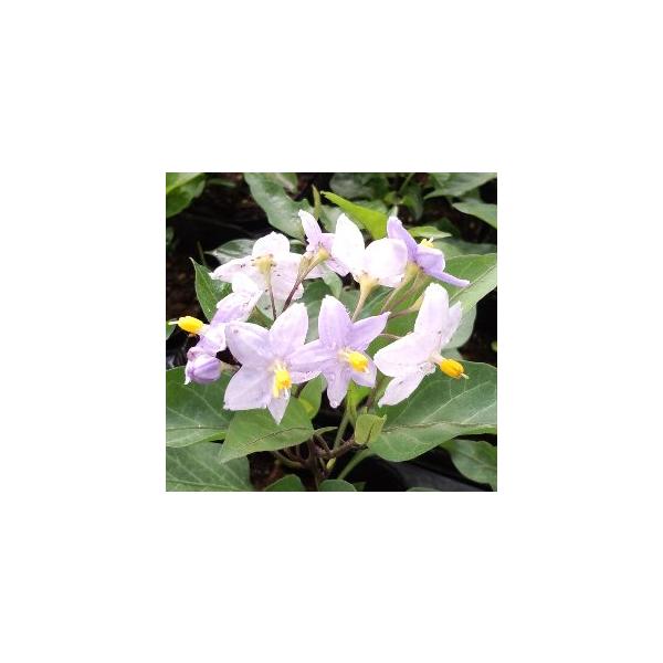 ヤマホロシ　紫花（10.5センチポット苗）ナス科ナス属　半つる性　別名：ツルハナナス・ソケイモドキ・ソラナム・やまほろし開花時期：5月〜10月ごろ■管理のポイントとても丈夫で育てやすい植物です。夏に涼しげな花を咲かせるためとても人気の植物で...