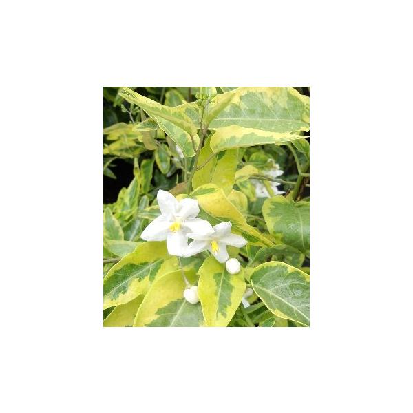 ヤマホロシ　斑入り葉　白花（10.5センチポット苗）ナス科ナス属　半つる性　別名：ツルハナナス・ソケイモドキ・ソラナム・やまほろし開花時期：5月〜10月ごろ■管理のポイントとても丈夫で育てやすい植物です。夏に涼しげな花を咲かせるためとても人...