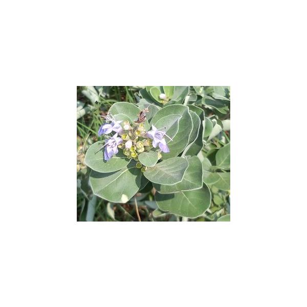 ハマゴウ（浜栲）はまごう9センチポット苗学名：Vitex rotundifolia、花期：夏、クマツヅラ科ハワイ名：コロコロ・カハカイ（kolokolo kahakai）海岸の砂浜や岩場の日当たりの良い所に生える常緑の低木。