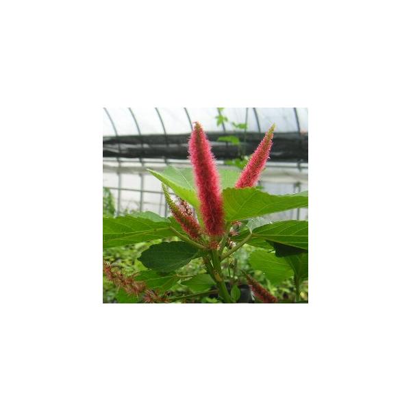 銅葉ベニヒモノキ　紅紐の木　アカリファ　ヒスピダ　ブロンズリーフトウダイグサ科アカリファ属　Acalypha hispida Bronze leaves非耐寒性　常緑低木3寸ポット植え別名：キャットテイル、フォックステイル、キャットテール