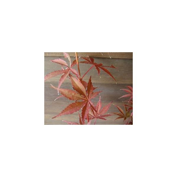 紅鏡　深切大紅葉（ベニカガミ　フカギレオオモミジ）カエデ科カエデ属耐寒性落葉高木4寸鉢植え　樹高20〜60センチ程度秋の紅葉時期には濃い紅色に染まるモミジらしい品種です。■モミジ（紅葉、カエデ、楓）の管理方法・日当たりの良い場所を好みます。...