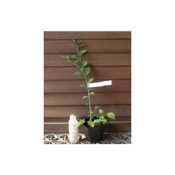 果樹苗木　ブルーベリー　ラビットアイ系ブルーベリー　ブライトウエル規格：3号ポット植え、挿し木1〜2年生苗、樹高：10〜30センチ程度ブルーベリー（ブライトウエル）：果実の大きさは1.5〜2ｇ程度と中粒で、甘くて収穫量の多いブルーベリーです...