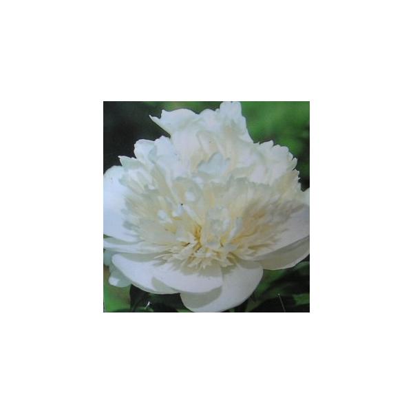 芍薬（シャクヤク）氷点12センチポット植えボタン科　宿根草開花時期：5月〜6月頃■管理のポイント日当たりよく排水性のよい場所を好みます。腐葉土などを混ぜた肥沃な用土が最適です。水は乾いたらたっぷり与えます。肥料は動き出す春と開花後、秋の計三...