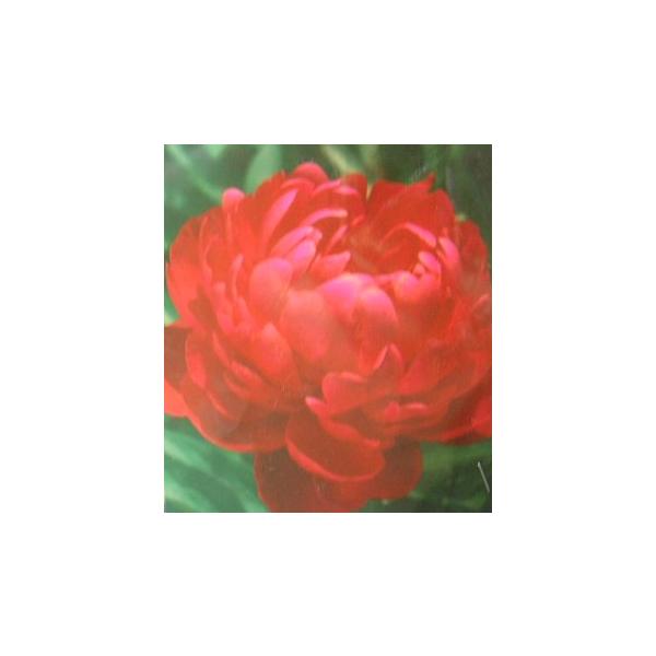 芍薬（シャクヤク）　華燭の典12センチポット植えボタン科　宿根草開花時期：5月〜6月頃■管理のポイント日当たりよく排水性のよい場所を好みます。腐葉土などを混ぜた肥沃な用土が最適です。水は乾いたらたっぷり与えます。肥料は動き出す春と開花後、秋...