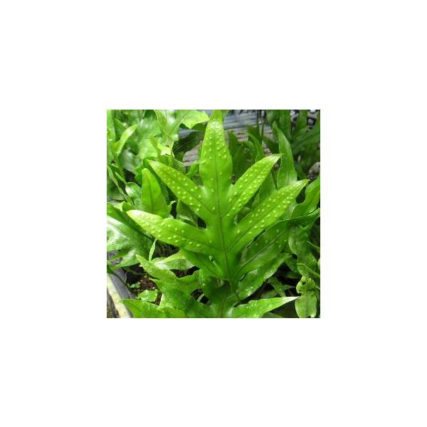 ラウアエ（オキナワウラボシ）ウラボシ科ヌカボシクリハラン属（ミクロソリウム属）和名：オキナワウラボシ（沖縄裏星）原産：パナマ常緑多年草12センチポット植え　＊葉の茂り具合は個体差があります。ハワイアンキルトのモチーフとして利用されるシダ類の...