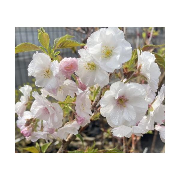 桜　苗木　八重紅大島桜規格：3〜5寸ポット植え、又は根巻き苗接ぎ木1〜２年生苗樹高：60〜80センチ程度大島桜（オオシマザクラ）は、伊豆諸島に多く自生する桜で名前の由来となっており、野生種のヤマザクラ系品種です。桜餅を包む大きな葉は、このオ...