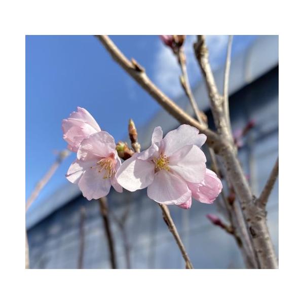 桜　苗木　江戸彼岸桜規格：3〜5寸ポット植え、又は根巻き苗接ぎ木1〜２年生苗樹高：60〜80センチ程度江戸彼岸桜（エドヒガンザクラ）は、東彼岸（アズマヒガン）とも呼ばれる桜の野生品種の一つで、花は淡紅白色の一重咲で小輪です。