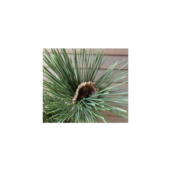 扇松（扇黒松）6寸鉢植えマツ科　常緑高木　石化黒松　セッカクロマツ＊現品販売では有りません！個体差が有ります！＊黒松の珍品です！成長が極めて遅く、また枝先が鶏冠のように帯化して、爬虫類の表皮のように見えます！また形状が扇のように見えることか...