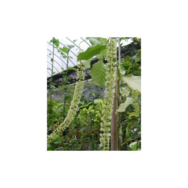 イテア・イリキフォリア（シナズイナ）３寸ポット苗　樹高10〜20センチ程度学名：Itea ilicifoliaユキノシタ科中国原産の常緑低木