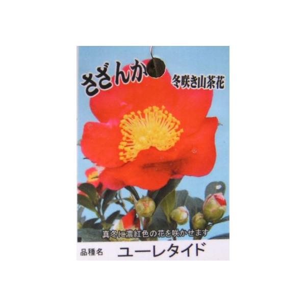規格：3寸ポット植え、樹高：15〜30cm程度