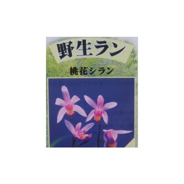 桃花紫蘭（シラン）ラン科シラン属宿根草9センチポット苗開花時期：3月〜6月頃■管理のポイント日当たりのよい、風通しの良い場所を好みます。適度に湿り気のある用土を好みます。耐寒性はありますが、凍結するような場所では鉢植えで管理します。