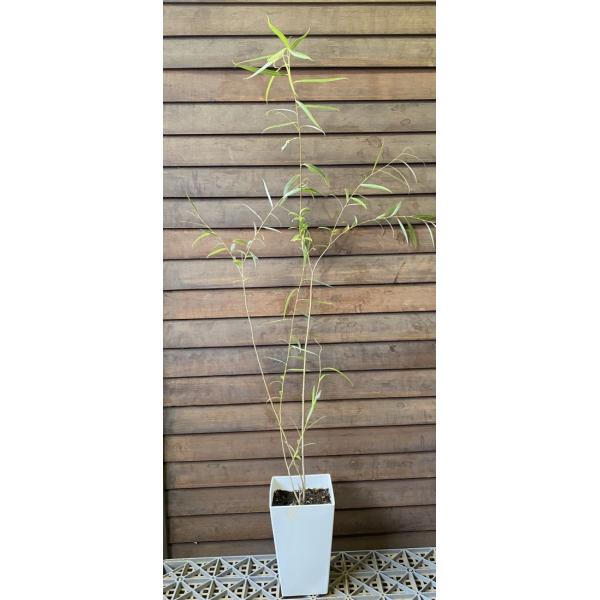 枝垂れ柳（しだれやなぎ、シダレヤナギ）5寸スクエア鉢植え　樹高20〜50センチ程度ヤナギ科ヤナギ属落葉高木枝先がたれ下がり、細い葉が涼しげな柳です。■管理のポイント日光を好みますので日当たりのよい場所で管理してください。用土は水持ちの良いや...