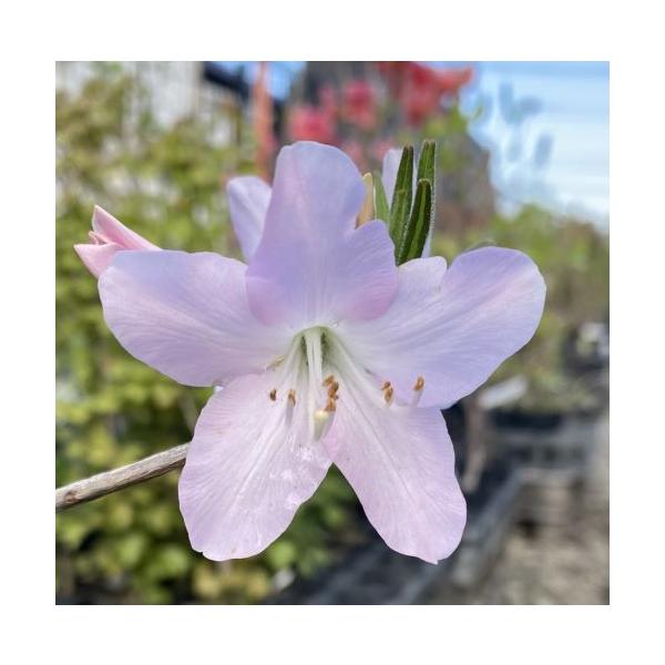 クロフネツツジ（黒船つつじ）ツツジ科　耐寒性落葉低木開花時期：4〜5月頃9センチポット苗別名：カラツツジ江戸時代に朝鮮半島から渡来したツツジと言われ、淡いピンク色をした花を咲かせます。■管理の方法■日当たりが良く水はけのよい用土を好みます。...