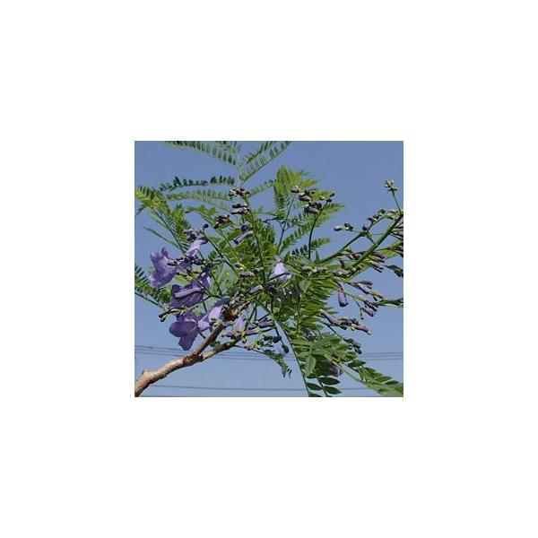 ジャカランダ　ミモシフォリア5寸鉢植え　樹高20〜30センチ程度　個体差有ります！＊蕾・花付ではありません！ノウゼンカズラ科ジャカランダ属中南米原産の常緑中高木美しい青紫色の花を咲かせる。■管理のポイント日当たりがよく排水性の良い場所を好み...