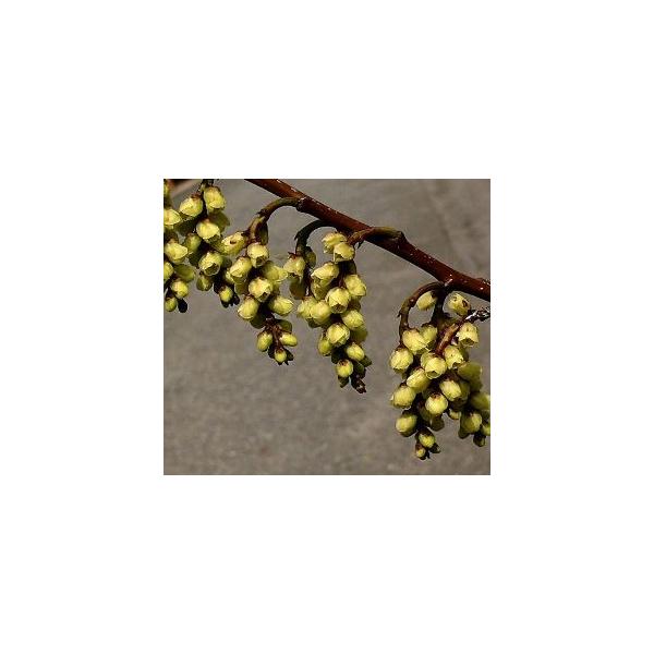 キブシ（木五倍子）直径１０センチポット、高さ２０〜３０センチ内外、挿し木苗別名：マメブシ(豆五倍子) 花期：春落葉低木■管理のポイント地植えにしますと樹高３ｍ前後になります。日当たりが良く、適湿な場所を好みます。暑さ寒さに強く地植えも可能です。