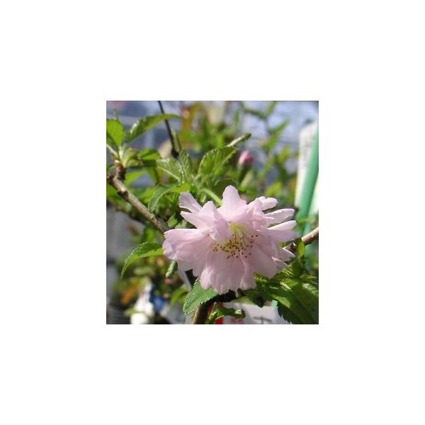 9センチポット花は桃色八重咲きの可愛らしい富士桜です。