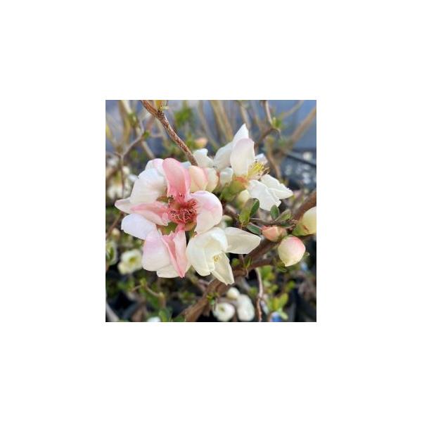 雲竜ボケバラ科ボケ属9センチポット苗珍しい雲竜タイプのボケです。花色は、白色〜ピンク色になります。