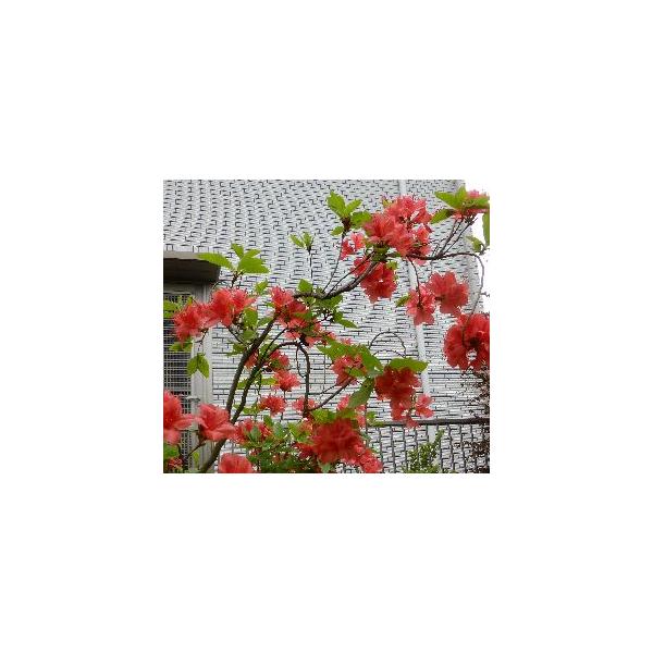 ツツジ　雲竜ヤマツツジ　＊幹がくねくね曲がるには年数が必要であり、現状お送りしている苗はあまり曲がっていません。ツツジ科　落葉低木開花時期：春頃9センチポット苗■管理の方法■日当たりが良く水はけのよい用土を好みます。酸性土壌を好みますので、...