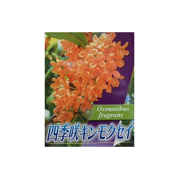四季咲きキンモクセイ5寸ポット植え四季咲きキンモクセイ（四季咲き金木犀）は、香りのよいオレンジ色の花を咲かせる金モクセイの四季咲き性品種となります。秋の花が長く冬季でも可憐な花がちらほらと咲き続けます。また新芽葉が濃赤銅色になり、観賞価値も...
