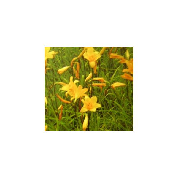 ニッコウキスゲ（ゼンテイカ）9センチポット植えユリ科ワスレグサ属　常緑多年草　開花期：7〜9月濃い橙黄色の花を咲かせるユリ科の植物で、高山や山地の野原に群生していることが多い。■管理のポイント日当たりが良く排水の良い保水性のある場所で管理し...