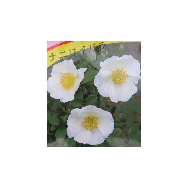 ナニワイバラ（難波薔薇）5号鉢植え、高さ20センチ内外別名：ロサレビガ−タ原産：中国中南部ナニワイバラは原種のバラのひとつです。名前の由来は、難波商人によって日本に持ち込まれたことによるものとされています。ナニワイバラは育てやすく病気などに...