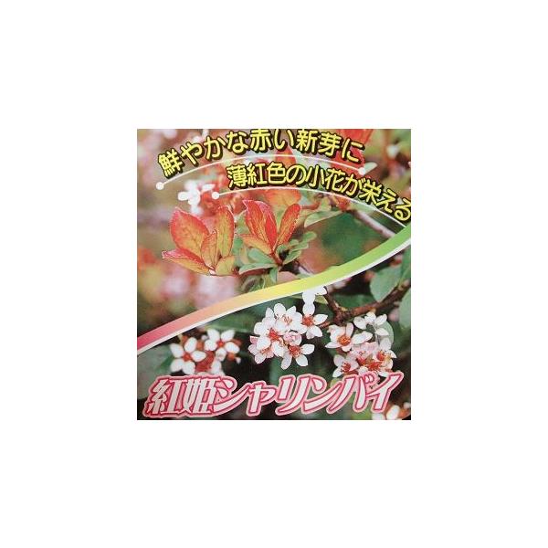 紅姫シャリンバイ（車輪梅）＊ベニヒメシャリンバイは鮮やかな赤い新芽に薄紅色の小花が栄える、紅花姫シャリンバイ。5寸ポット植えバラ科開花時期：5月頃道路の植え込みなどで見かけるシャリンバイは白花が主流ですが本品種は、珍しい紅花のシャリンバイで...