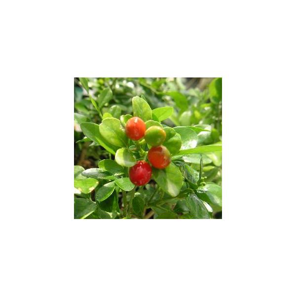 極矮性　シルクジャスミン＊とても小さな樹高でも開花・実がつく、極矮性のゲッキツです！学名：Murraya exotica別名：ゲッキツ（月橘）、オレンジジャスミン4寸鉢植え　樹高１０センチ程度＊鉢の色、形状が写真と異なる場合があります。■管...