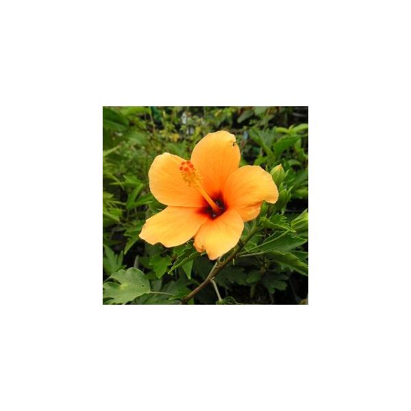 ハイビスカス　銀河　黄花ハイビスカスアオイ科フヨウ属　非耐寒性常緑低木３寸ポット植え　樹高10〜20センチ程度