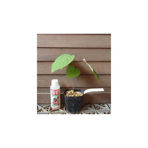 シラキ（白木）トウダイグサ科シラキ属9センチポット苗