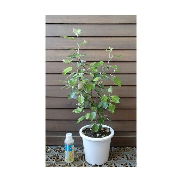 ギンドロ（ホワイトポプラ）別名：ウラジロハコヤナギ5号鉢植え　＊樹形は様々です。ギンドロ（ウラジロハコヤナギ）は、別名ホワイトポプラとも呼ばれ、葉の裏が銀白色（シルバー）、また木肌も白っぽくなり、とても美しく、人気のある品種です。秋には黄色...