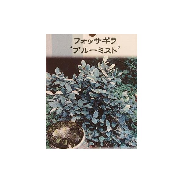 白花万作、フォッサギラ・ブルーミスト3寸ポット植え青みがかった葉（銀葉）が特徴のフォッサギラ。従来種よりもコンパクトにまとまり、花付きも良く強健で管理が簡単。また秋の紅葉も美しく年間を通して楽しめる落葉低木です。