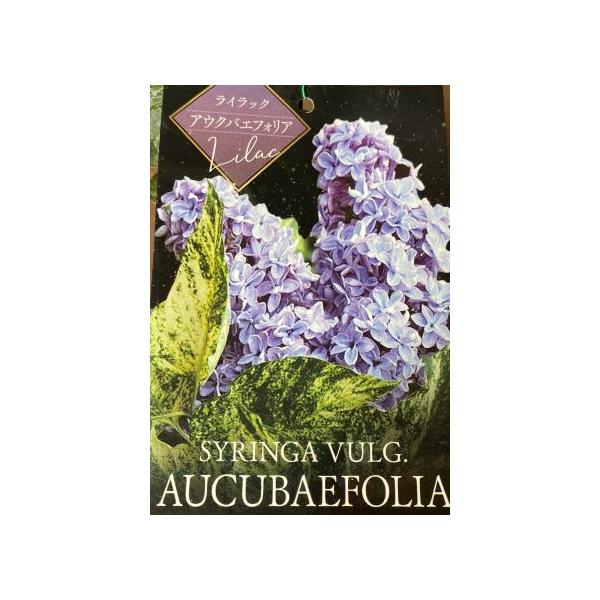 ライラック　アウクバリエフォリア　美しい斑入り葉のライラックで、花色は紫色になります。フランスで発見された「プレジデントグレビー」の斑入り品種です。青紫色の気品のある八重咲きの花と香りが終わったあとも、その美しい網目状の斑入り葉が楽しめます...