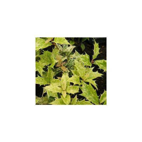 9センチポット植え五色ヒイラギ（ゴシキヒイラギ）は、その名の通り、春先と秋口に新芽が赤く色付き、その後白から黄色・黄緑色、緑色へと変化していく美しいヒイラギです。