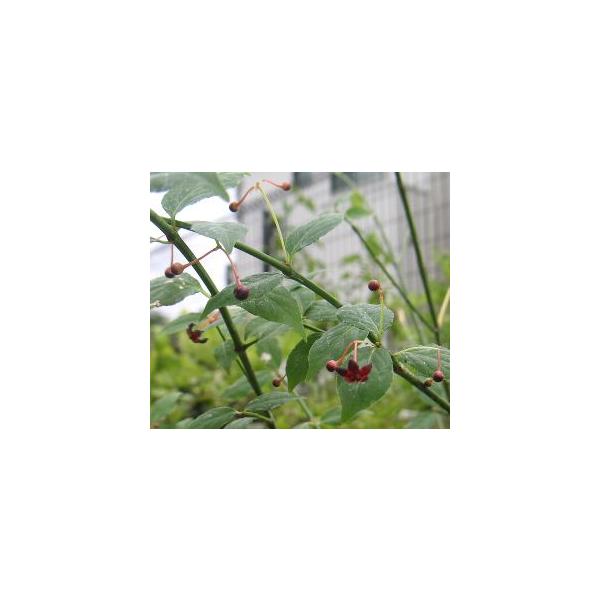 サワダツ（アオジクマユミ）ニシキギ科ニシキギ属9センチポット苗