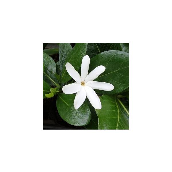 ティアレタヒチ　5寸鉢植えタヒチクチナシは、ティアレ・タヒチ（タヒチニアン・ガーデニア）とも呼ばれ、フレンチポリネシアの国花です。南国タヒチのシンボルであるこの純白の美しい花は、エアタヒチの機体にも描かれています。日本でも有名なクチナシの一...