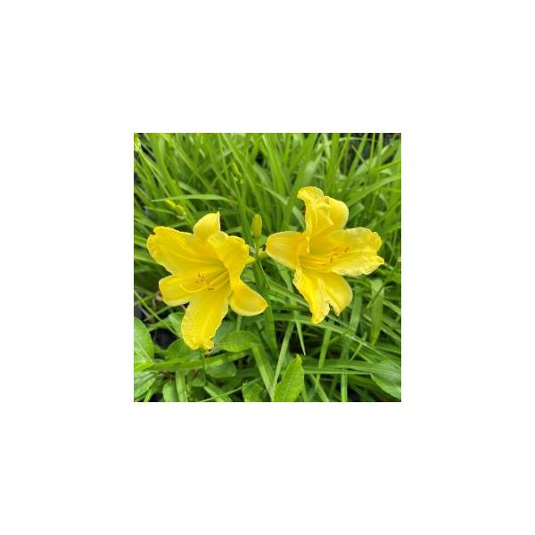 ヘメロカリス　ミニステラ　＊季節により花付きとは限りません！9センチポット植えユリ科ワスレグサ属　常緑多年草　開花期：6〜8月頃■管理のポイント日当たりが良く排水の良い保水性のある場所で管理します。肥料は特に必要なく、植え付け時に腐葉土を混...