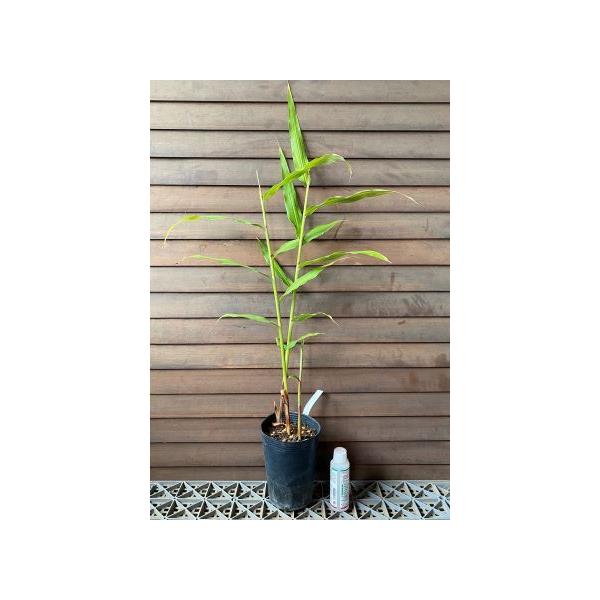 オレンジジンジャー（ポット植え）ショウガ科常緑多年草（寒さに当たると地上部は落葉します）15センチポット植え■管理のポイント■耐寒性は低いので冬場は室内で管理し、水遣りも少なめに行います。肥料は夏場の生育期に液体肥料を適量与えます。