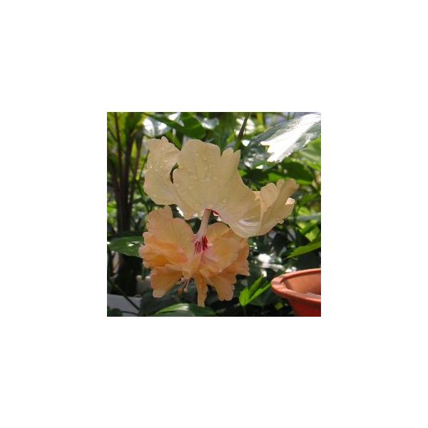 ハイビスカス　イエローフラミンゴ（レモンフラミンンゴ）Hibiscus Flamingo黄花の二段咲きで可愛らしいハイビスカスです。アオイ科フヨウ属　非耐寒性常緑低木３寸ポット植え　樹高10〜20センチ程度