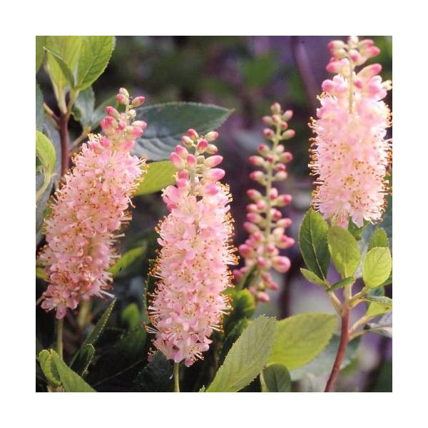 アメリカリョウブ　ピンクスパイヤー4寸ポット植えリョウブ科リョウブ属アメリカ東部原産の耐寒性落葉低木開花時期：6月〜7月頃アメリカリョウブ　サマースイート　は、6月〜7月頃に淡いピンクの花穂を立ち上げ、芳香もある人気の花木です。■管理のポイ...