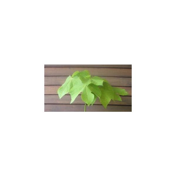 アオギリ（青桐・梧桐）4寸ポット植え　樹高30〜50センチ程度　＊先端をカットしている場合があります。アオギリ（青桐・梧桐）は、公園や街路樹などに利用されている樹木で、葉は桐に似ており、樹皮が青い(緑）ことから、アオギリと呼ばれている。