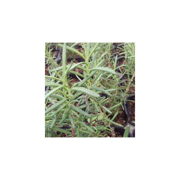 9センチポット植え斑入り葉ローズマリーローズマリーは、ハーブとしてもっとも有名な品種です。ハーブティーやバスタイムに利用されたり、寄せ植えやコンテナ栽培などにも大活躍なローズマリー。