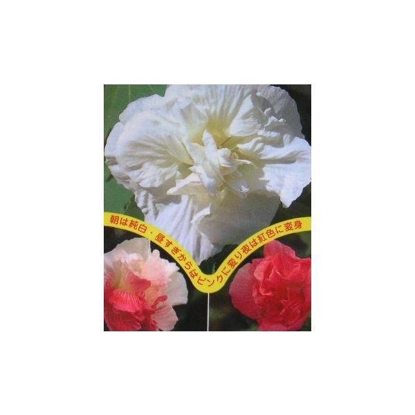 スイフヨウ（酔芙蓉）学名：Hibiscus mutabilis 'Versicolor'花期：晩夏〜初秋、アオイ科　フヨウ属、落葉低木3号ポット植え、高さ約10〜20センチ程度朝に白い花を咲かせ午後になるとだんだんピンクにかわり，夕方から夜...