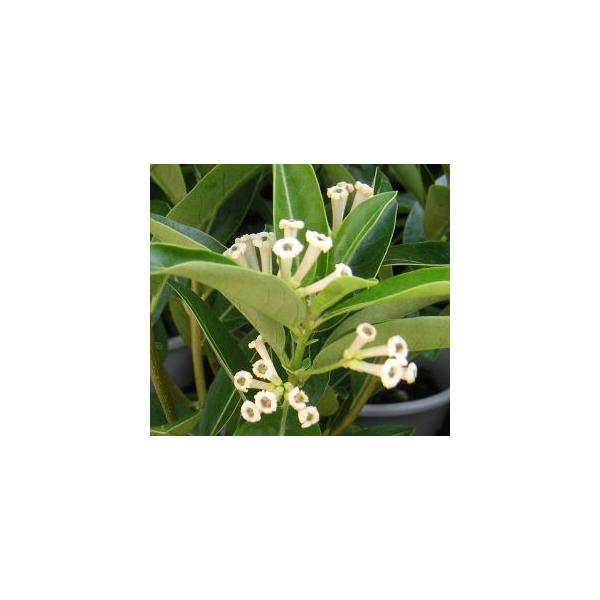 3寸ポット植え昼香木（ちゅこうぼく）：西印諸島原産の植物で、小さなラッパ状に開花する白い花が、強いエキゾチックな香りを楽しめます。