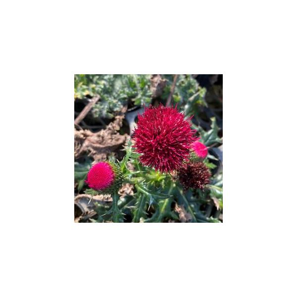 赤花アザミ（あざみ）　10.5センチポット苗キク科アザミ属耐寒性多年草開花期：5月〜10月■管理のポイント日当たりおよび水はけのよい場所を好みます。蕾が上がると茎が伸びてきますので、支柱などで倒れないようにする。