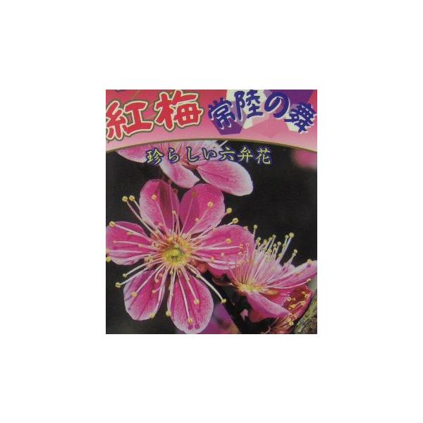 花梅　ハナウメ　常陸の舞　ヒタチノマイ　苗木規格：5号（直径約15cm）ポット植え、又は根巻き苗、接ぎ木1〜2年生苗、樹高：80cm程度常陸の舞（ひたちのまい）：紅梅の実生選抜品種。花弁は5〜8弁ぐらいですが、特に６弁が多く、花梅としては珍...