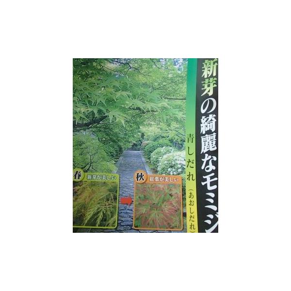 青枝垂れ紅葉（アオシダレモミジ）カエデ科カエデ属耐寒性落葉高木4寸ポット植え又は、4寸ロング鉢植え　樹高20〜40センチ程度青枝垂れ紅葉（アオシダレモミジ）は鋸葉の葉が5センチ程度で細かく分かれており、枝の枝垂れと葉の繊細さがとても爽やかな...