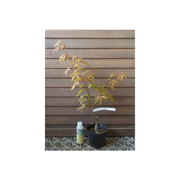大盃　紅葉（オオサカズキ　モミジ）カエデ科カエデ属耐寒性落葉高木12センチポット植え　樹高30〜50センチ程度紅葉の代表的な品種です。■モミジ（紅葉、カエデ、楓）の管理方法・日当たりの良い場所を好みます。・用土は通気性と水はけのよい肥沃な土...