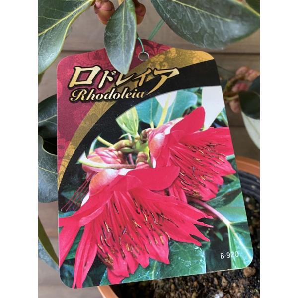 ロドレイア　４寸鉢植えマンサク科ロドレイア属別名：シャクナゲモドキ開花時期：春ごろ耐寒性常緑低木4寸鉢植え光沢のある葉と春にローズレッドの花を咲かせる人気のロドレイア。枝先に咲く花が石楠花に似ていることからシャクナゲモドキとも呼ばれています...