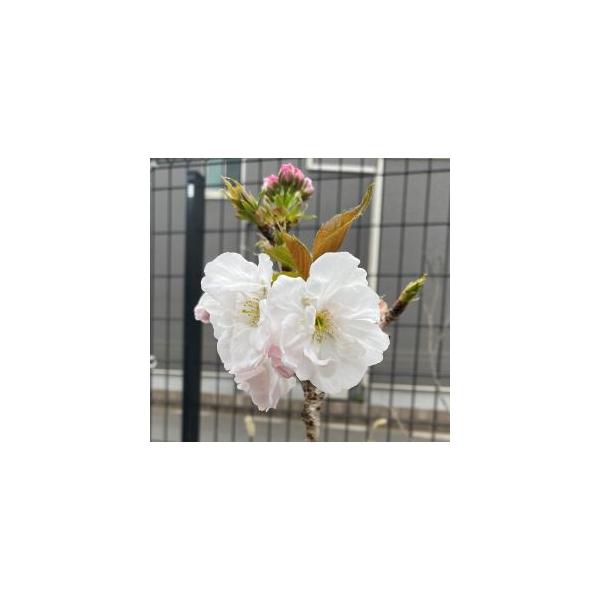 桜　大提灯桜　苗木　苗　桜の木規格：3〜5寸ポット植え、又は根巻き苗接ぎ木1〜２年生苗樹高：60〜80センチ程度大提灯桜：オオジョウチンザクラ（桜）は、淡い紅色で大輪半八重咲きの美しい桜です。